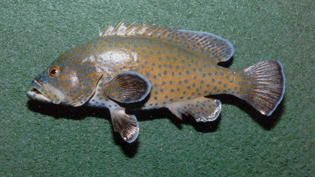 (Acanthistius) Род МЕРО 11 видов